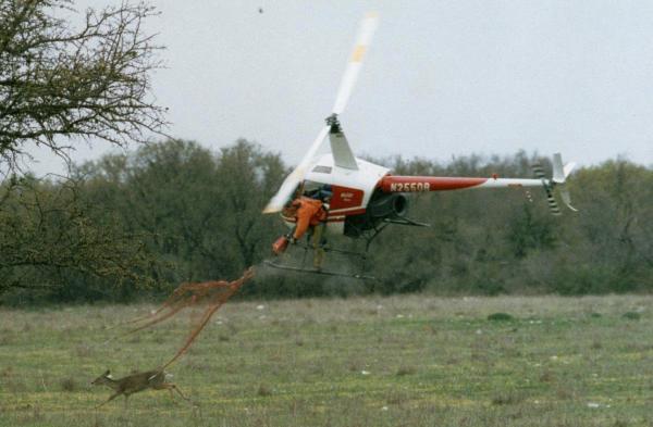 Helicopter team rounds up game animals to supply demand