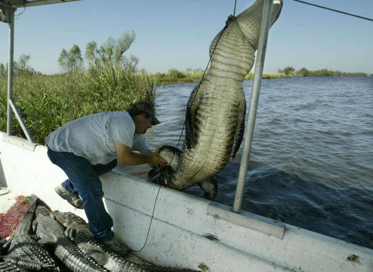 Tompkins: Texas' alligator population on the rise