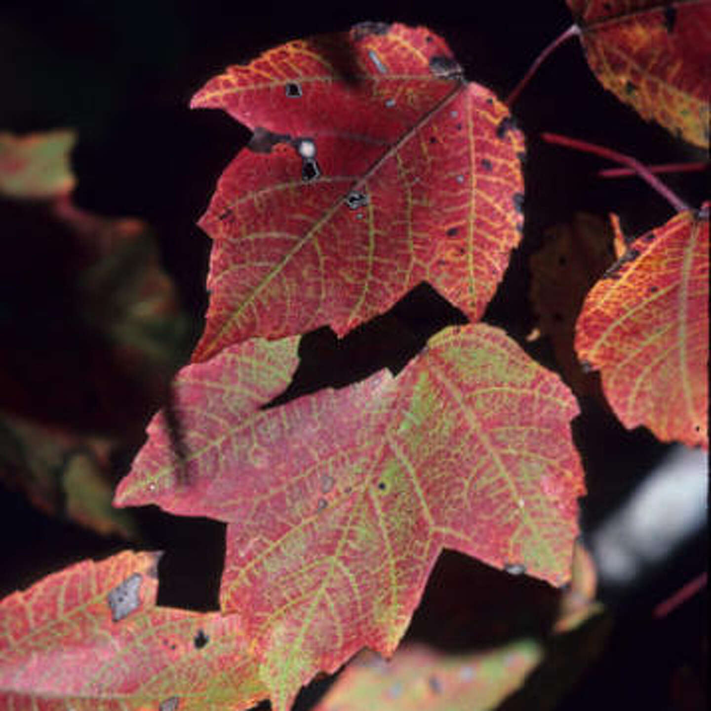 Houston: Which red maples grow best here?