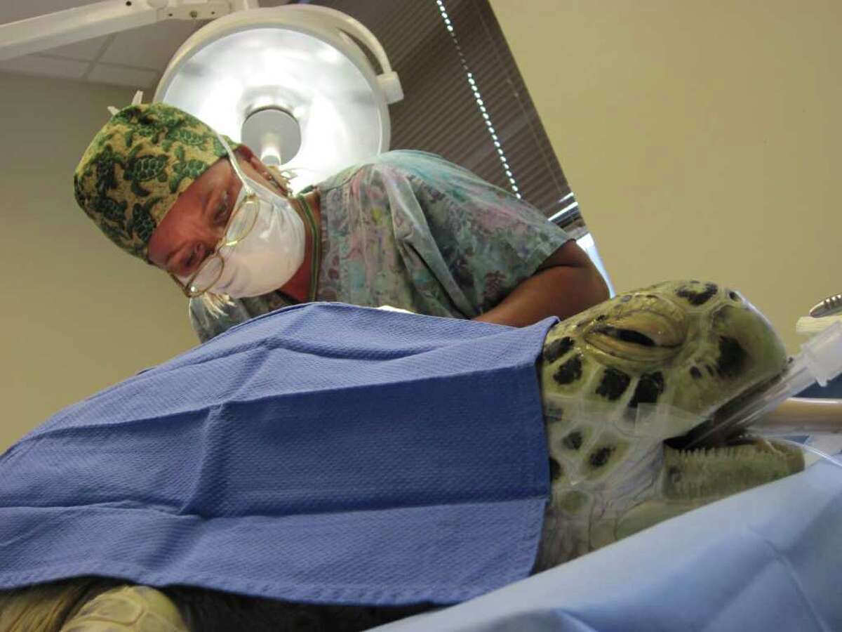 KCI helps save endangered sea turtle