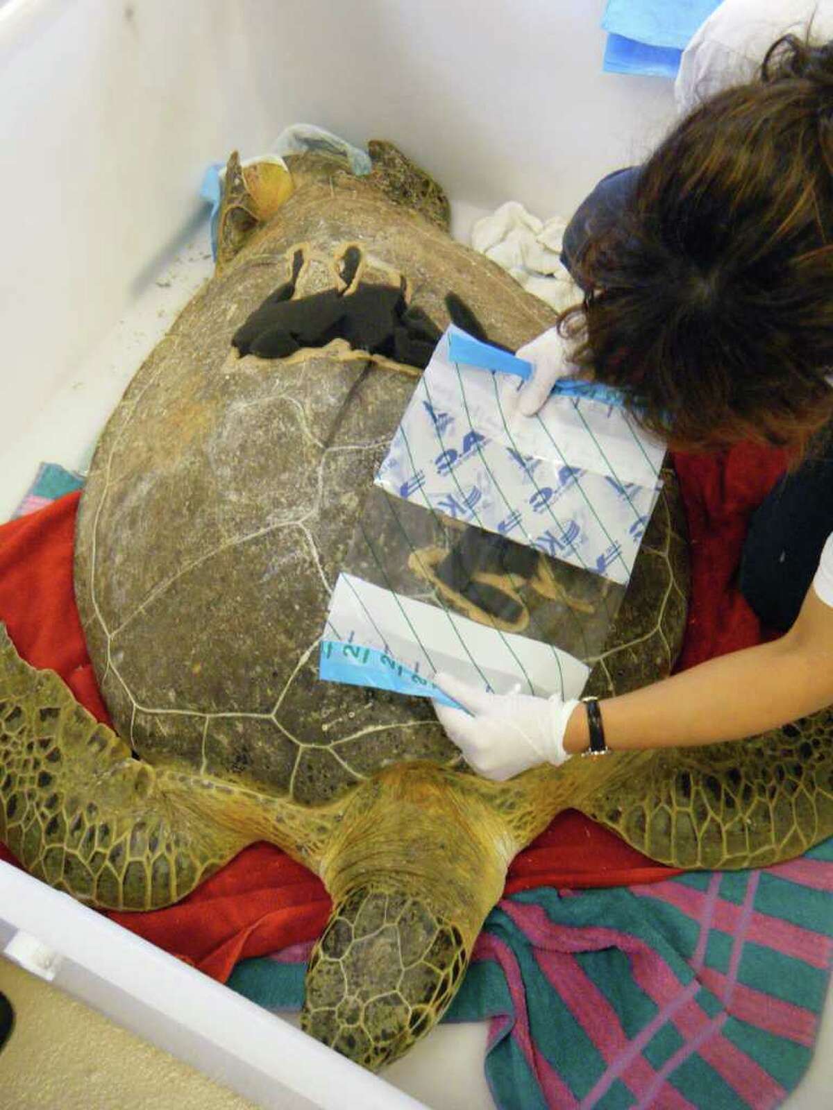 KCI helps save endangered sea turtle