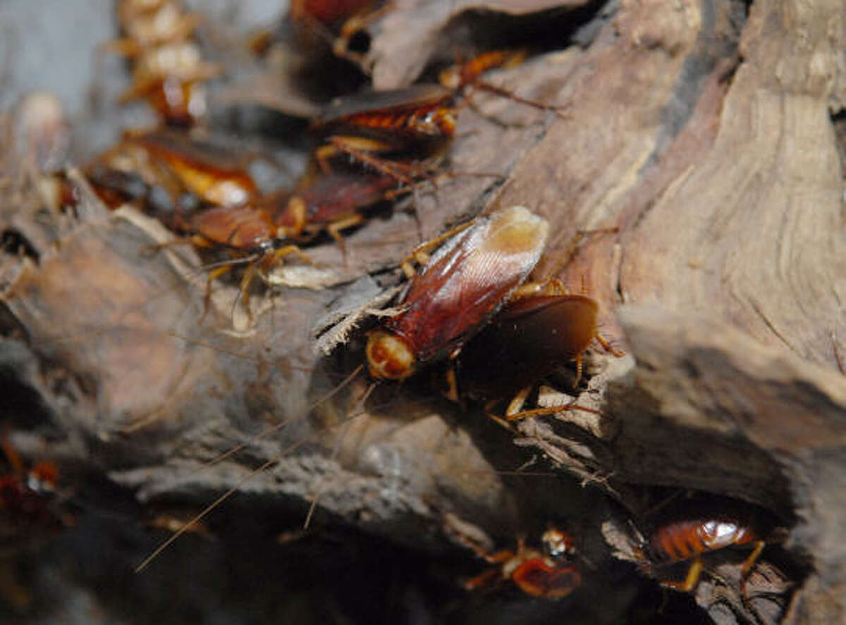 Houston museum still shy of roach collection goal