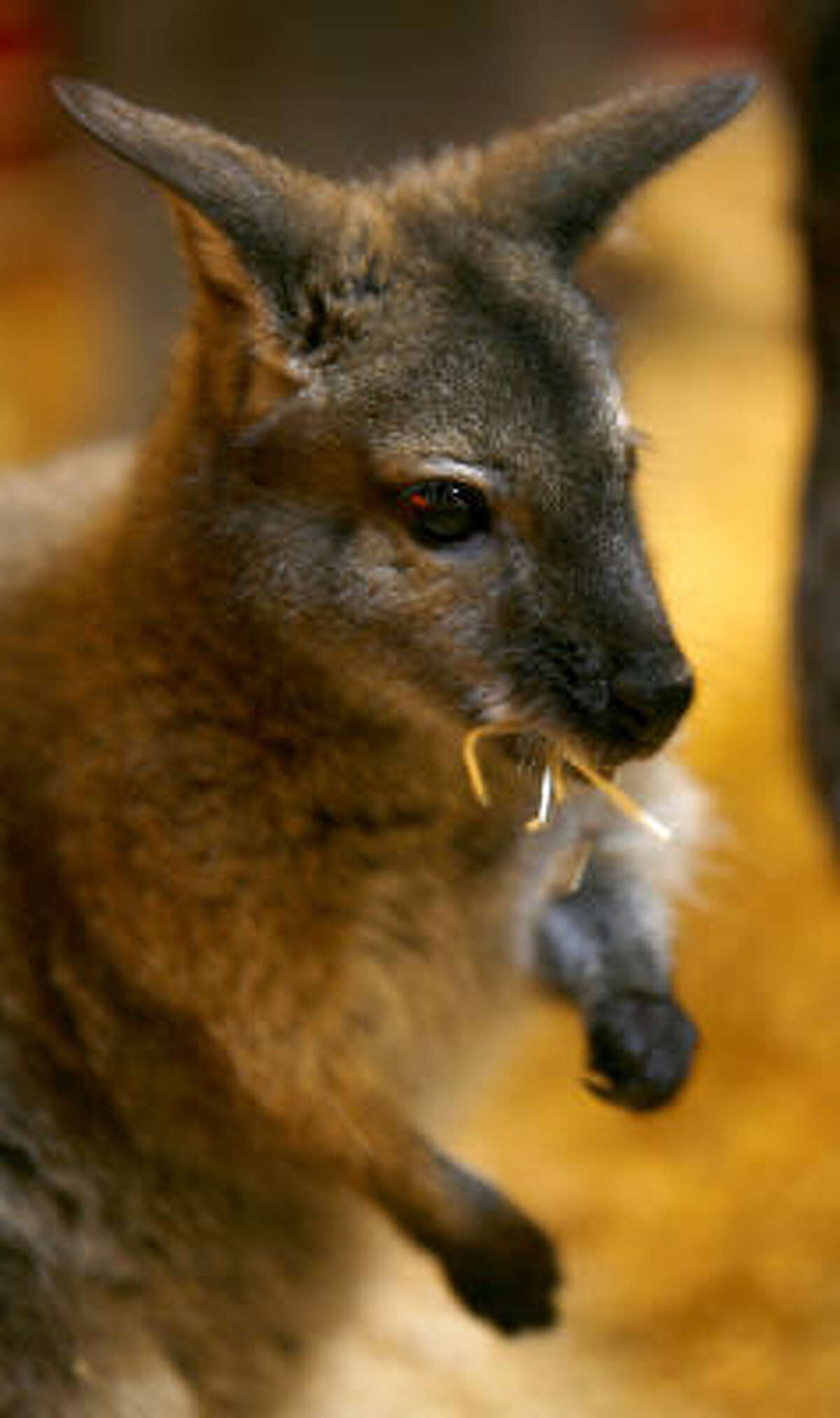 Baby animals at rodeo