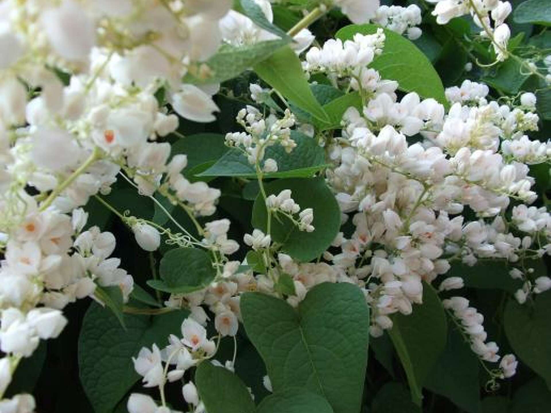 Antigonon Leptopus White