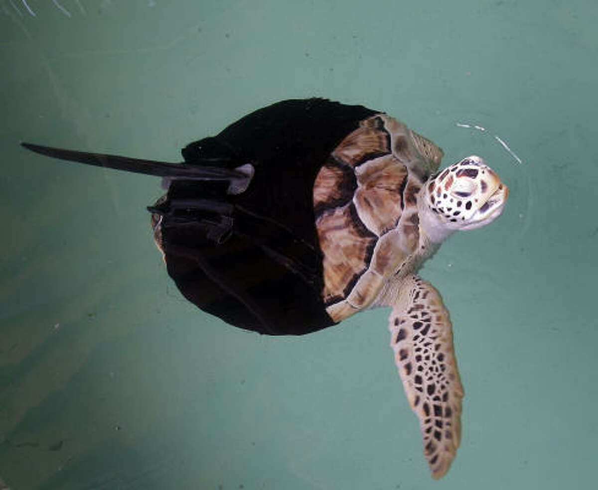 Rehab helps turtle with artificial fin