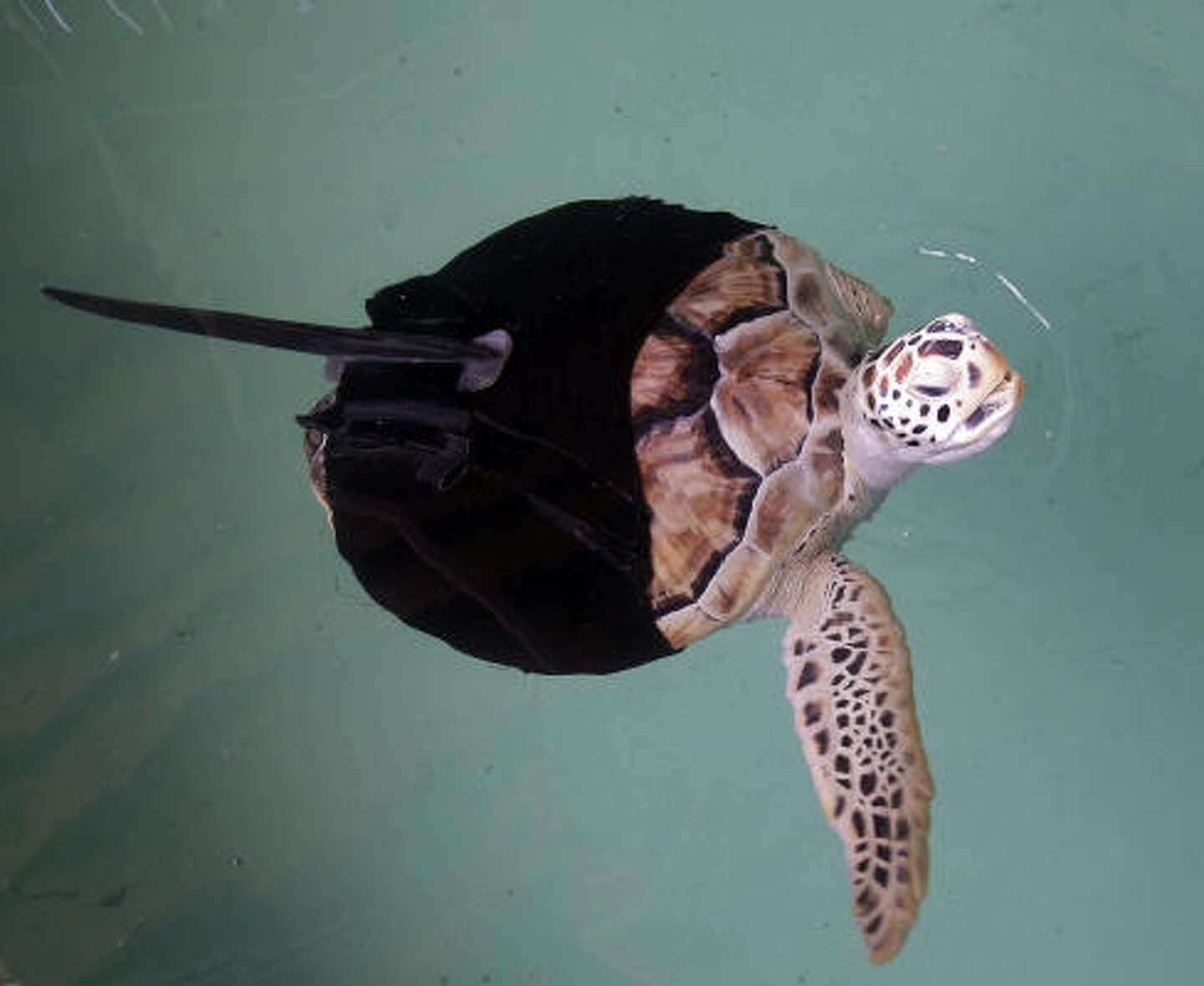 Rehab helps turtle with artificial fin