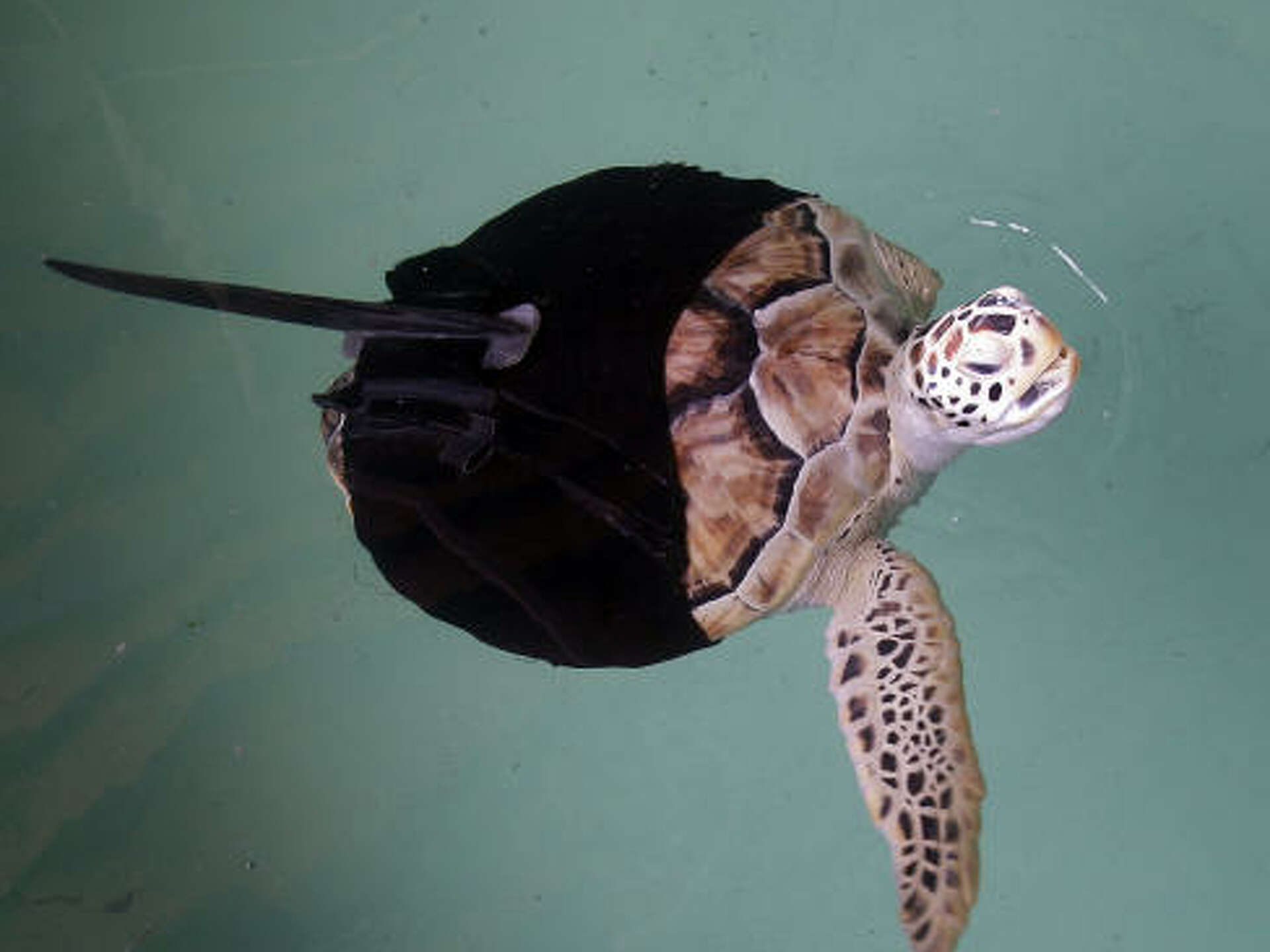 Rehab helps turtle with artificial fin