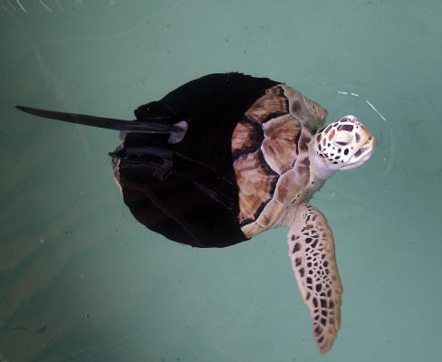 Rehab helps turtle with artificial fin