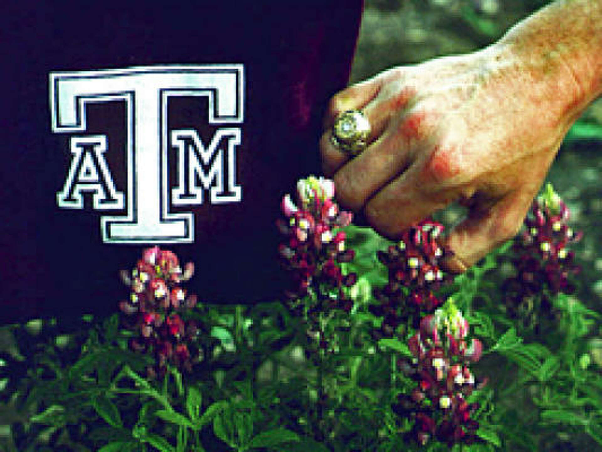 The Woodlands: Where can I buy maroon bluebonnets?