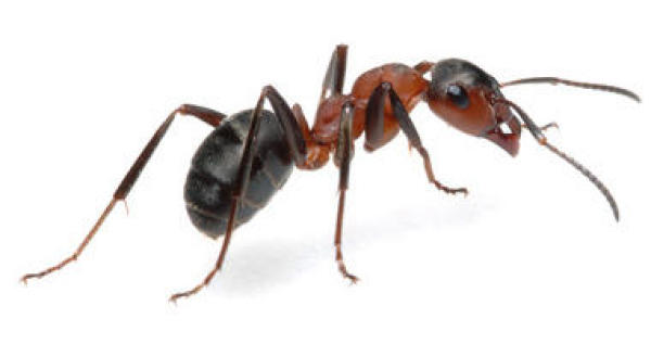 How to keep ants out of my live oak?