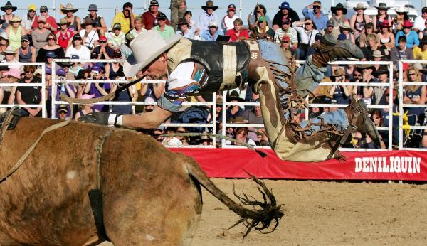 Ouch! A load of bull