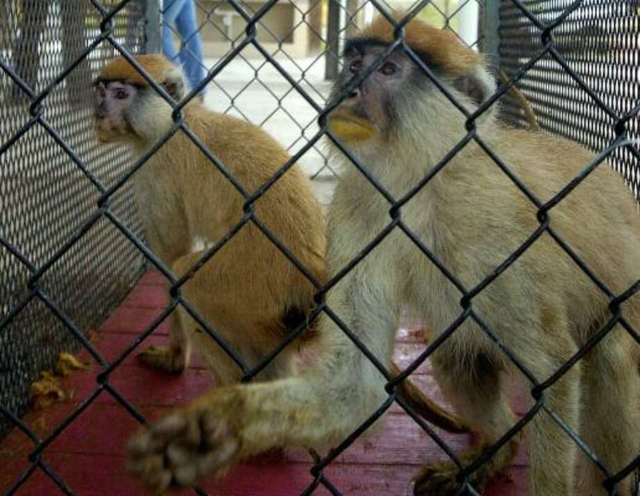 Puerto Rico lays traps for marauding monkeys - Houston Chronicle