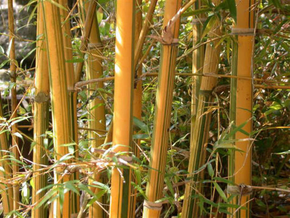 Privacy screen plants
