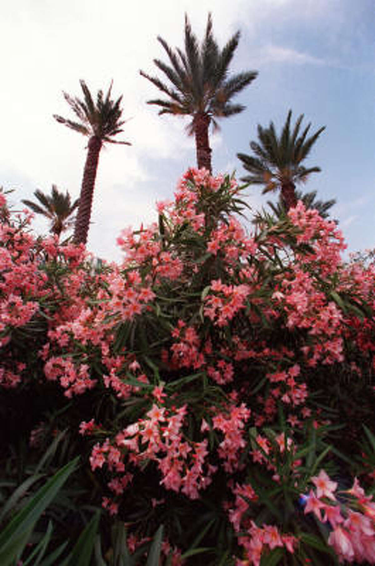 Privacy screen plants