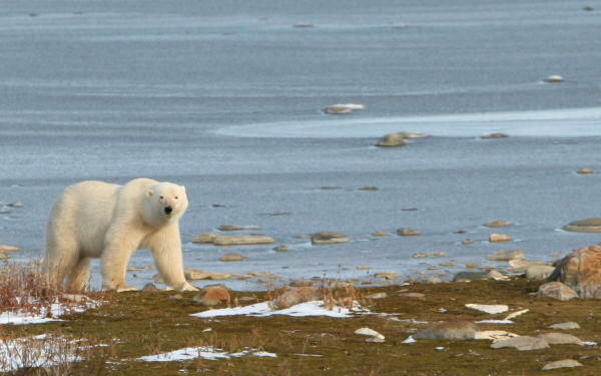 Encounter polar bears in Manitoba