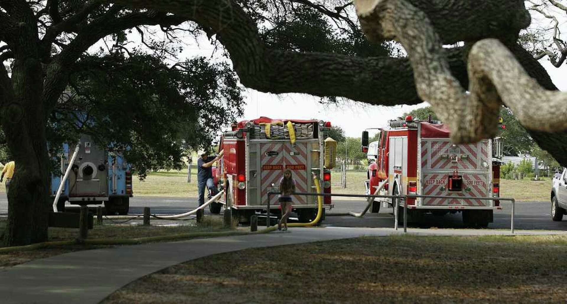 A big drink for a big tree