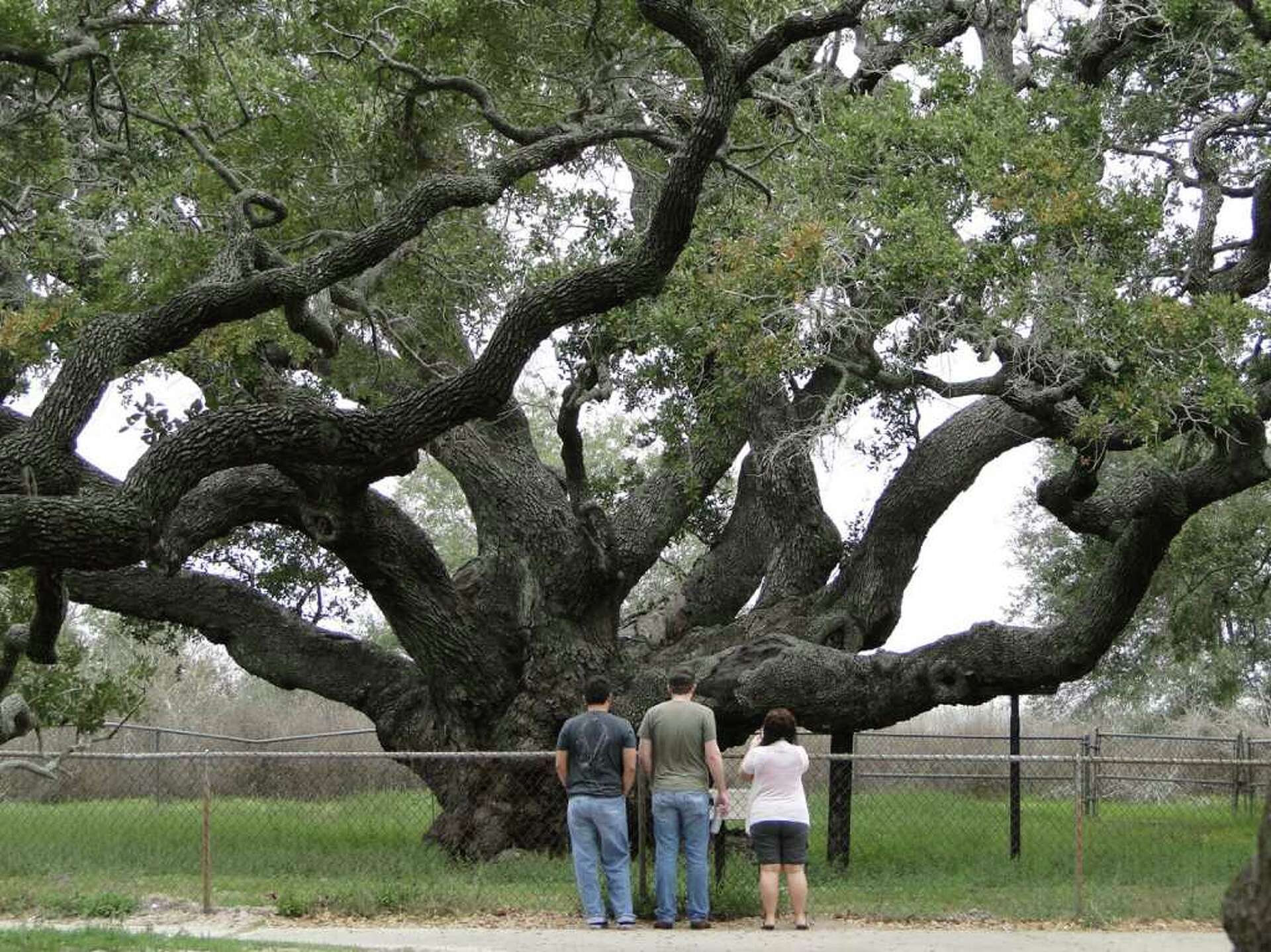 A big drink for a big tree