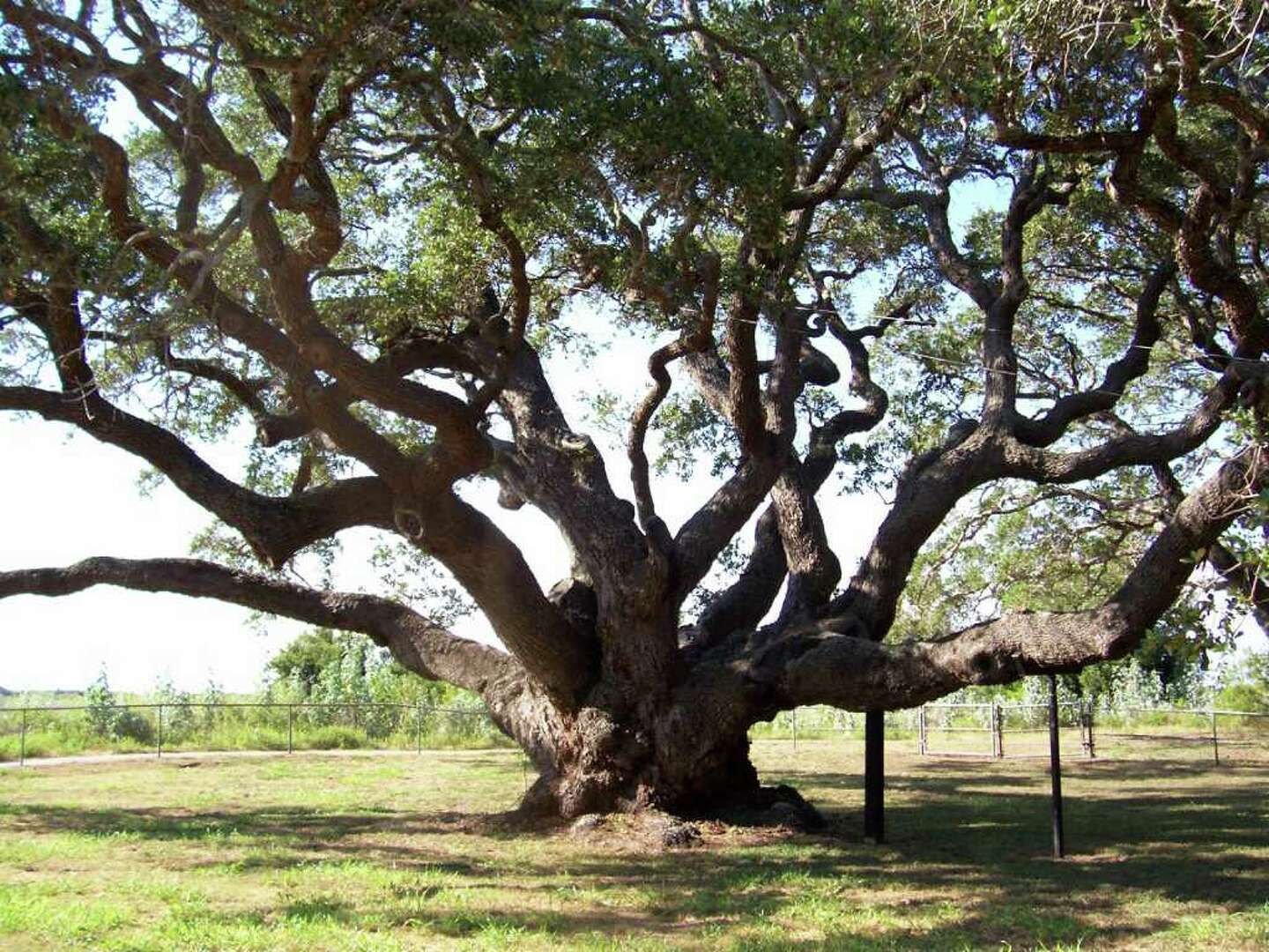 A big drink for a big tree