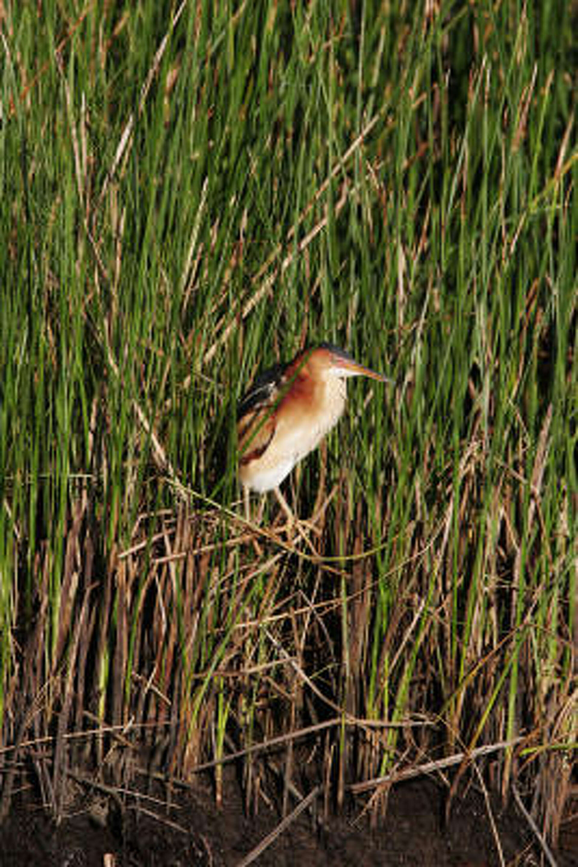 Least Bittern Size