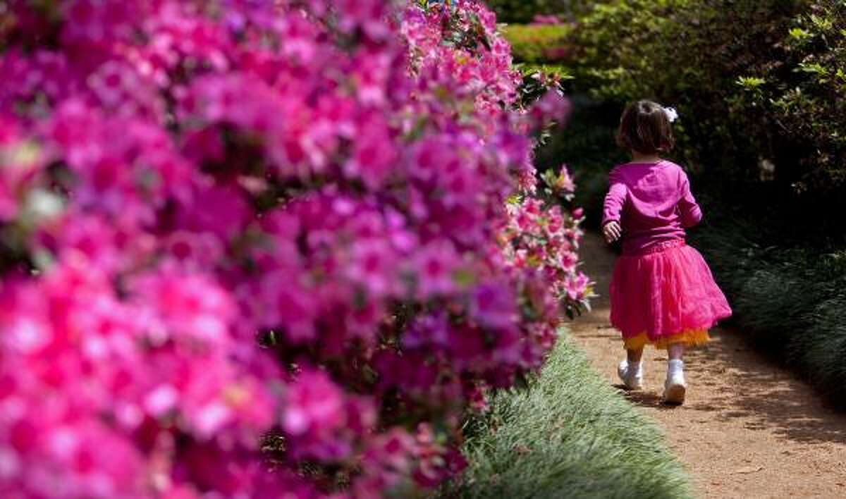 Azaleas in Houston