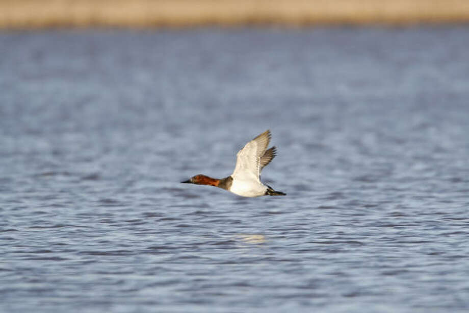 Large and fast, Canvasbacks ducks are in a class by themselves ...
