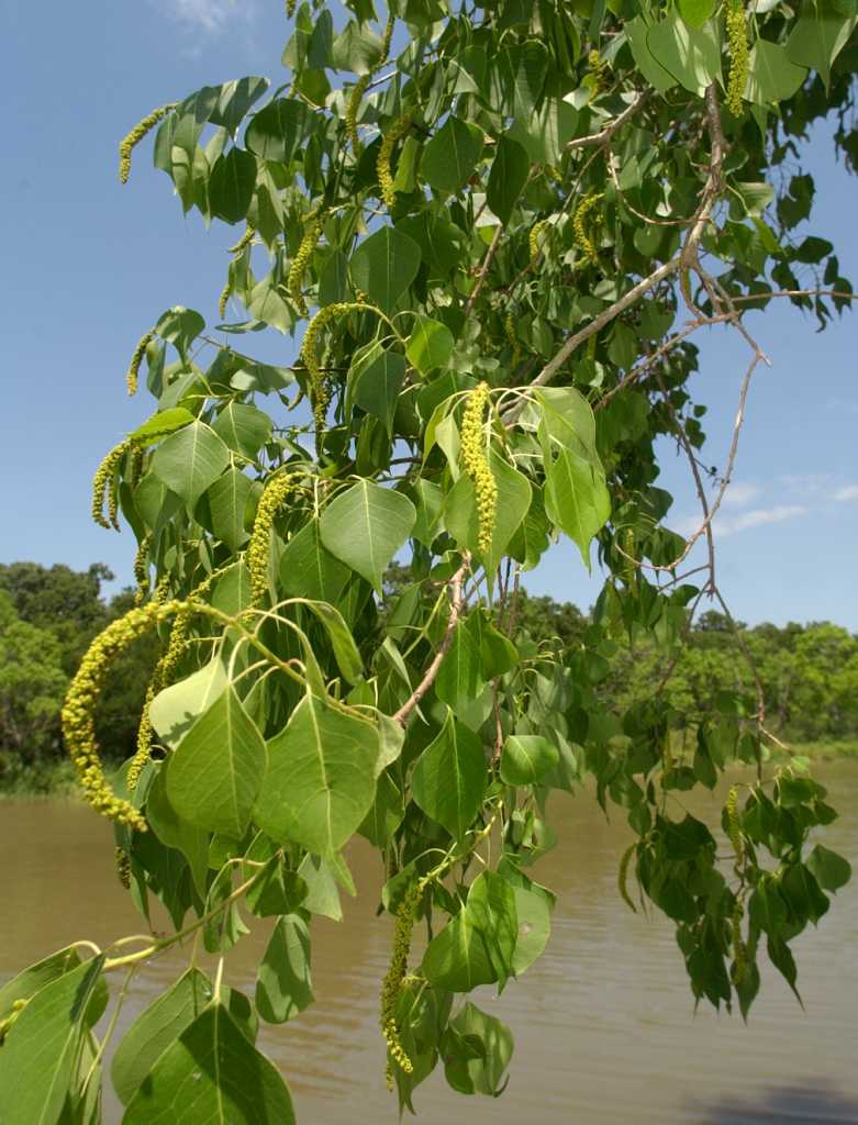 Can't blame tallow trees on Franklin