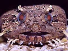 Much to learn from fish's siren song