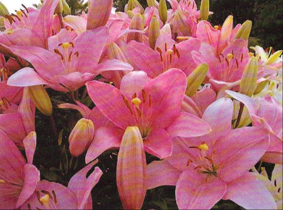 All kinds of lilies abound in Houston gardens