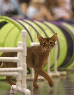 Cooperation optional at Houston cat show