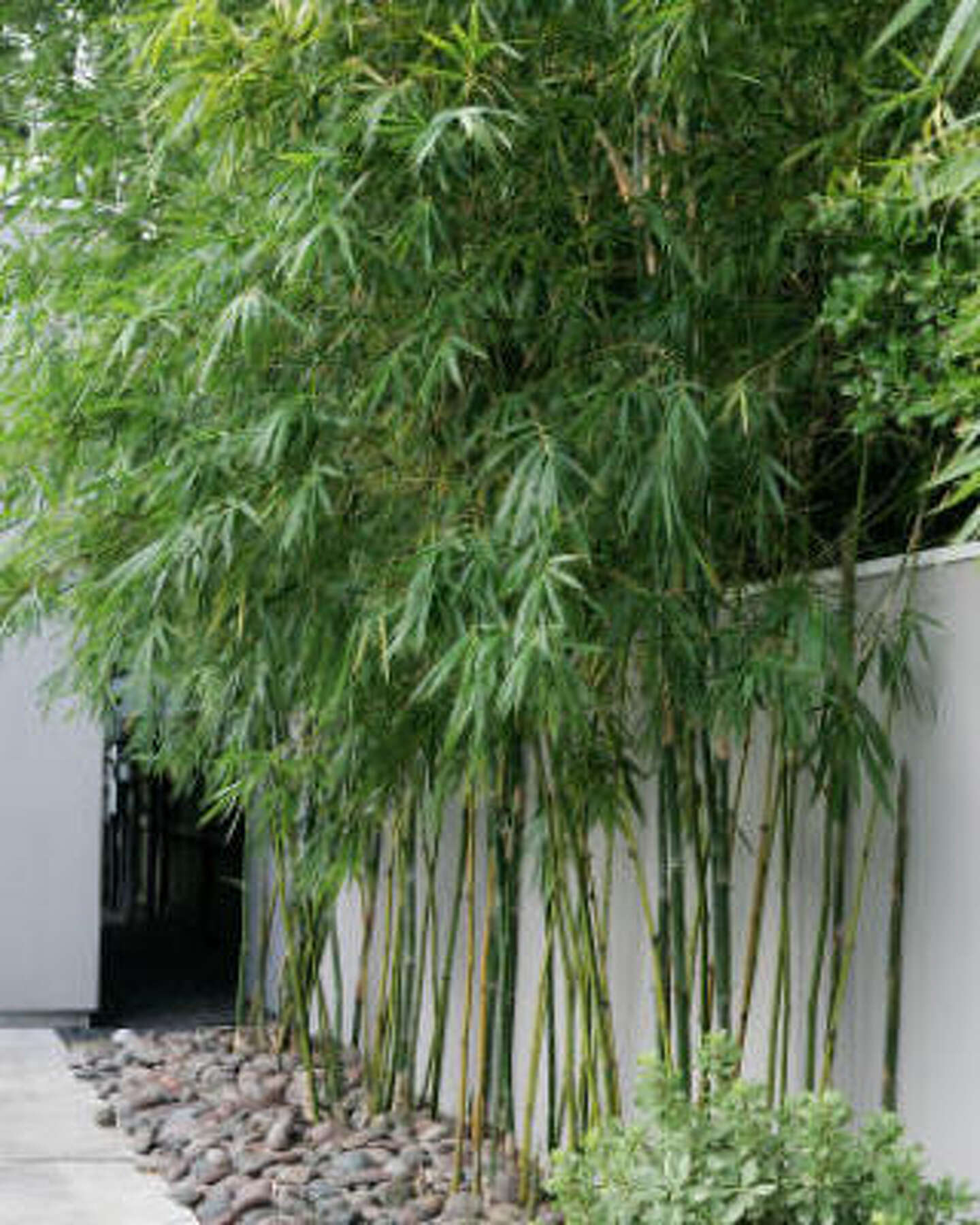Bamboos
