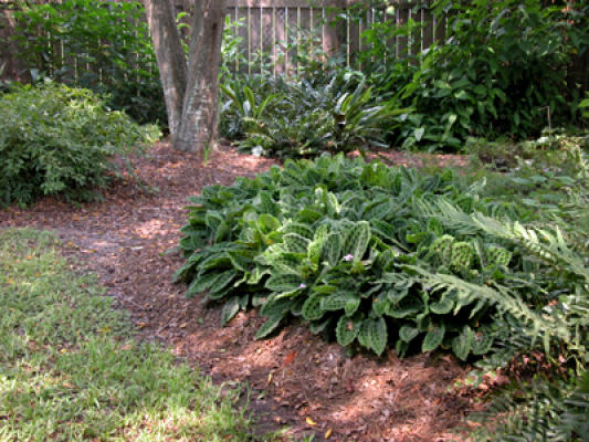 Landscaping under a shade tree