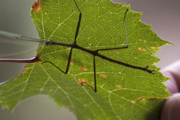Book gets to the heart of insects