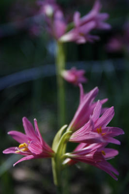 At least the hurricane lilies are blooming