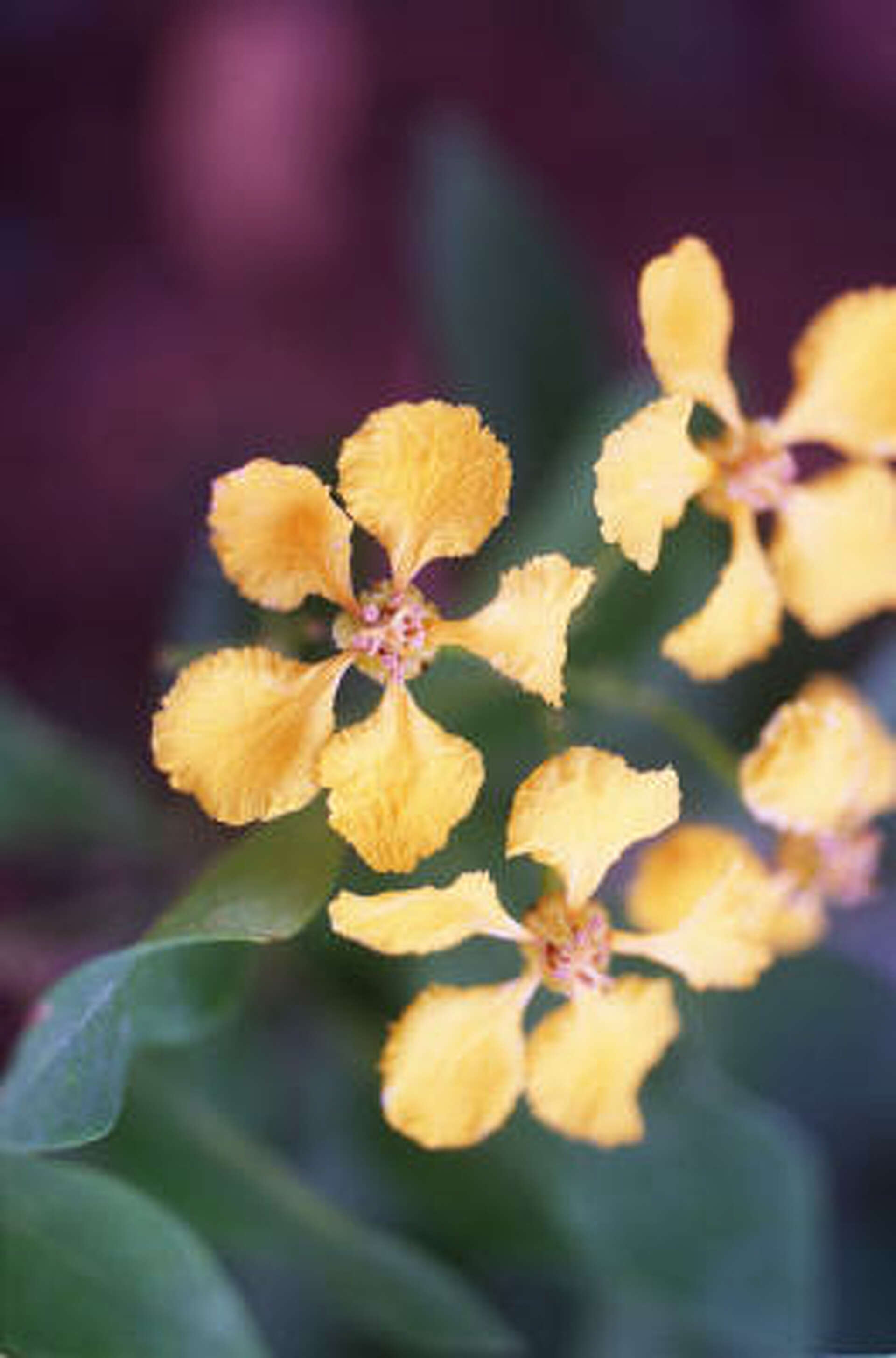 Vines for your arbor