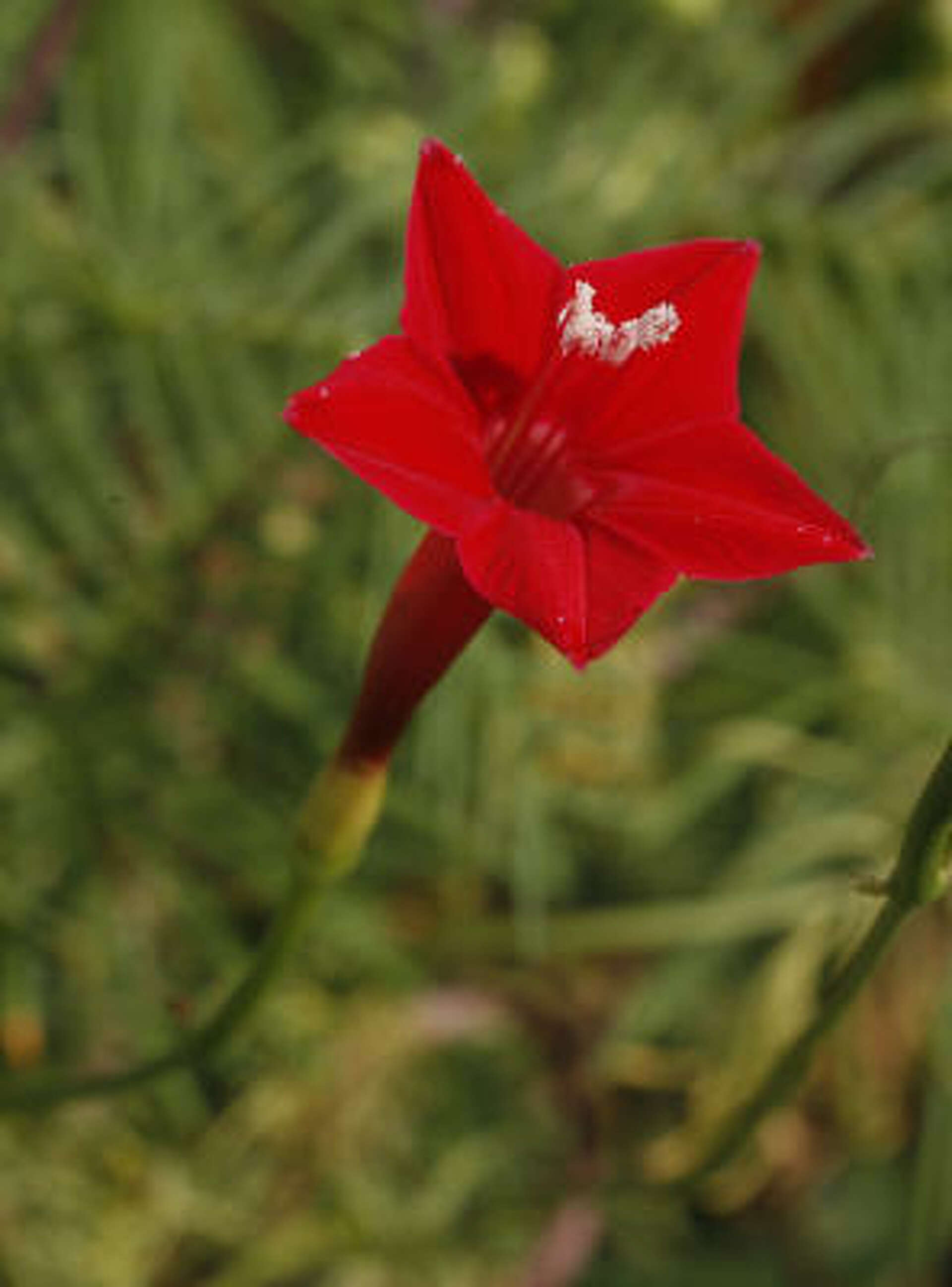 Vines for your arbor