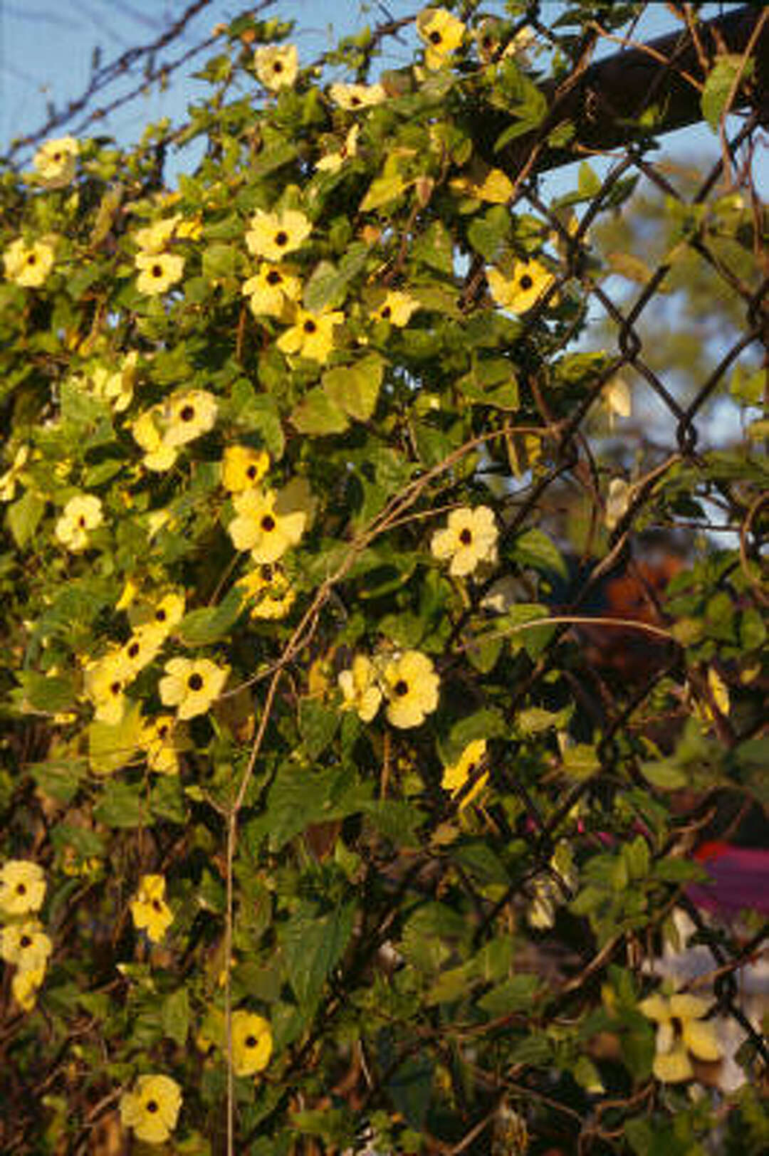 Vines for your arbor