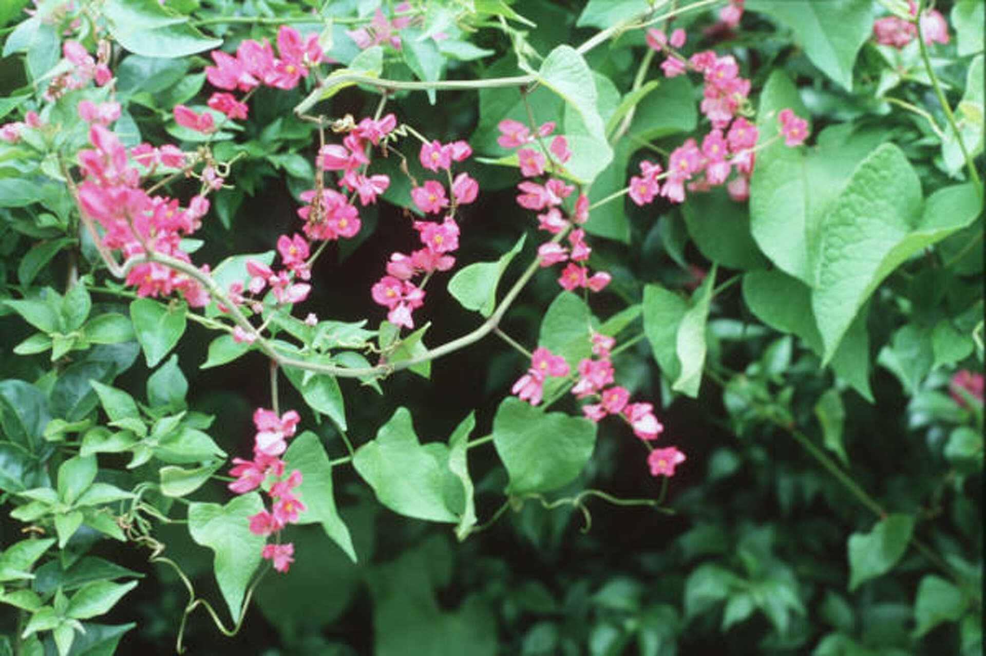 Vines for your arbor