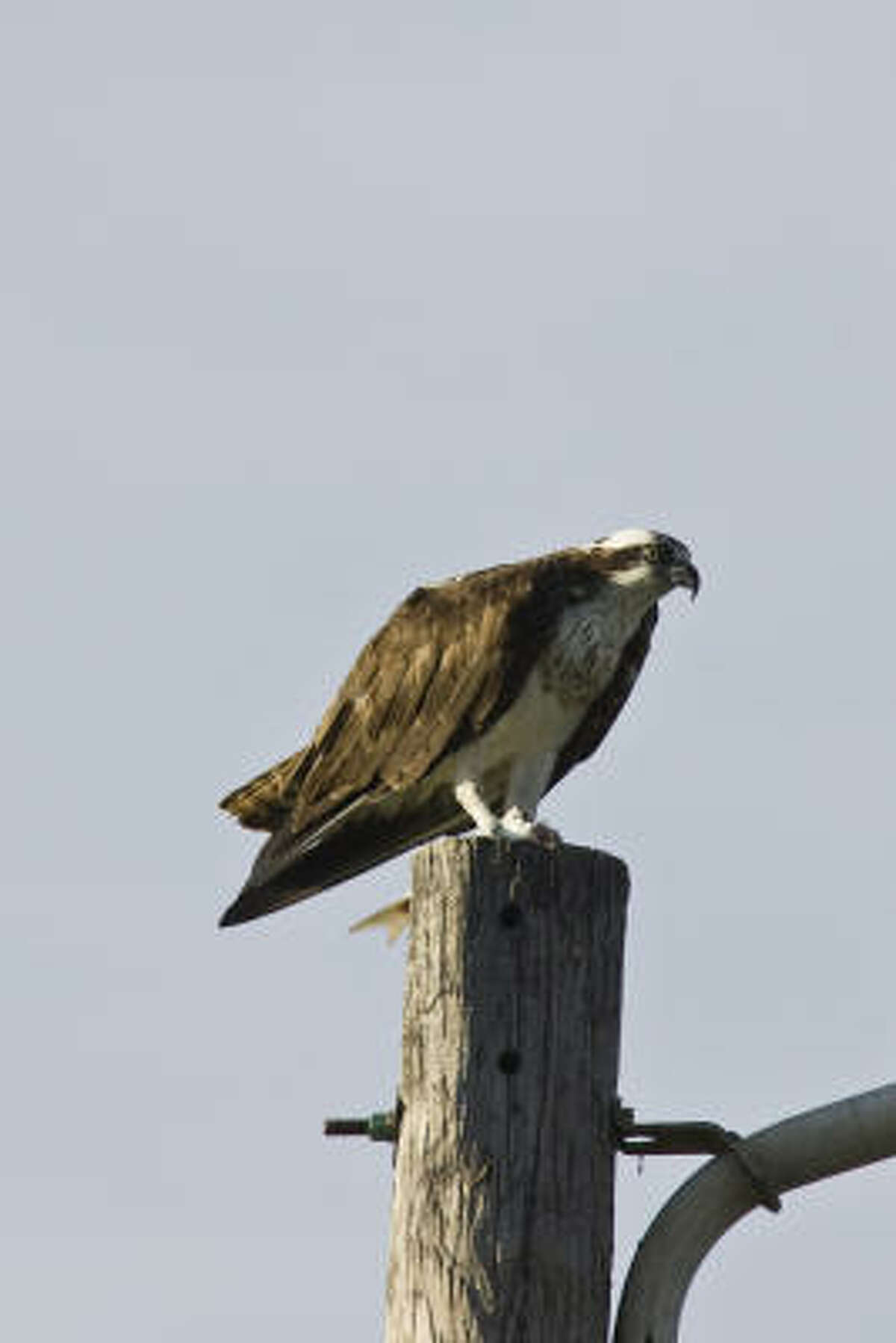 Nature: Keeping an eye on ospreys