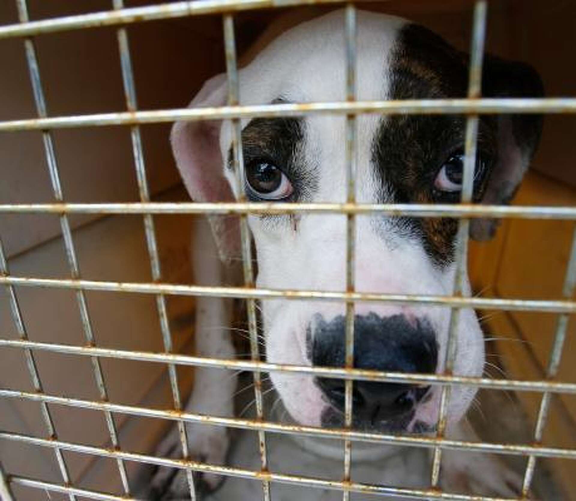 Dead dogs found at north Houston kennel