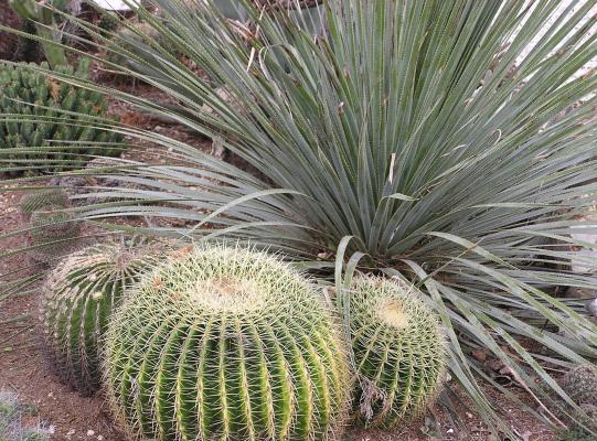 Lazy gardener: Cactuses require special care