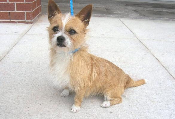 Pethouse Pet of the Week: Corey