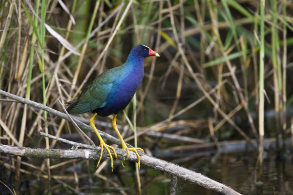 A wealth of diverse wildlife awaits visitors to Anahuac Wildlife Refuge