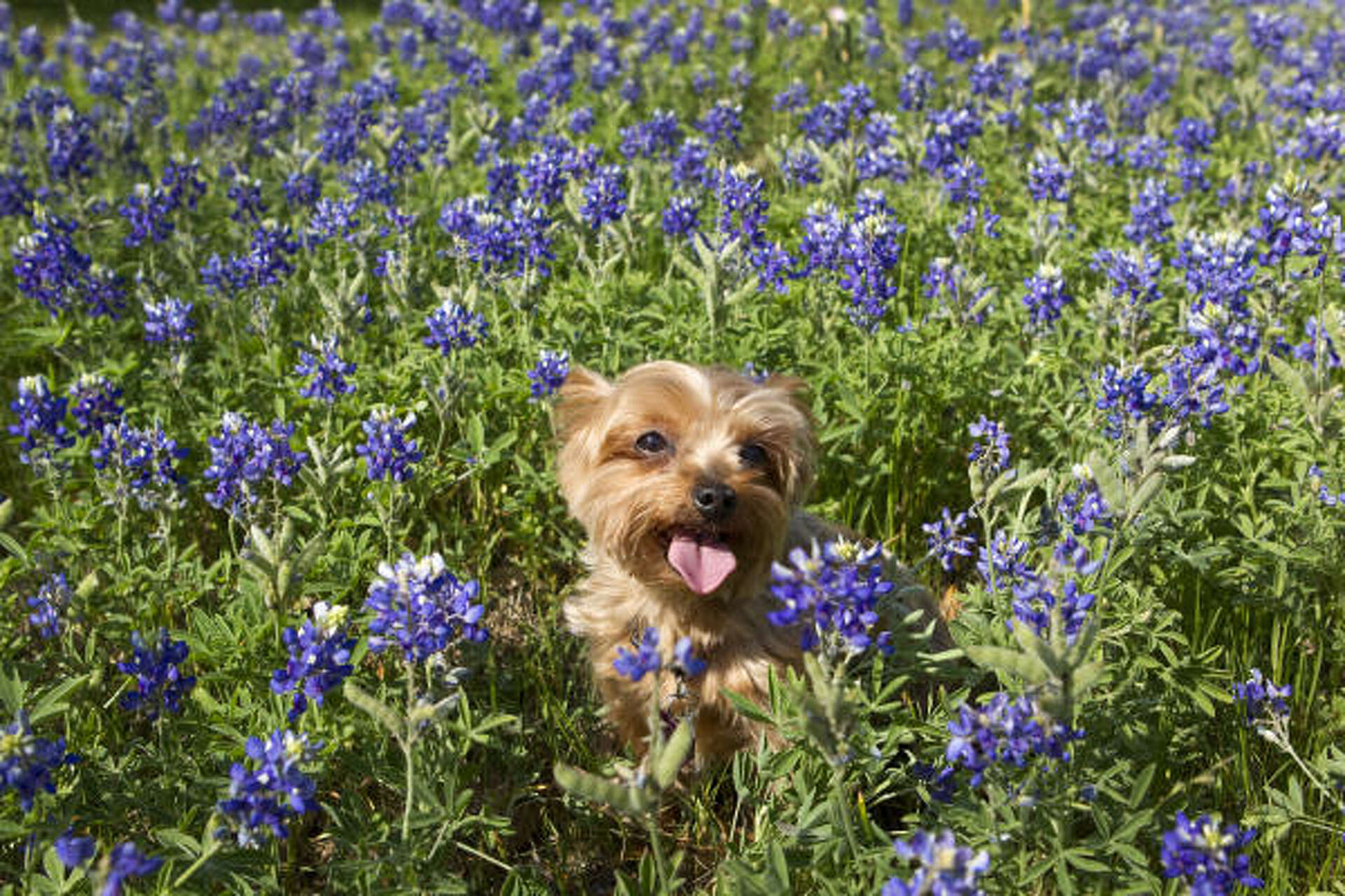 Texas welcomes back its bluebonnets