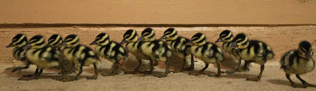 Lost ducklings find a home