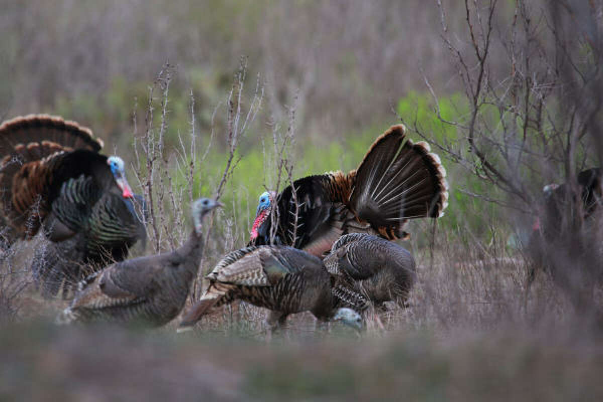 Tompkins: Rio Grande turkey population bounces back