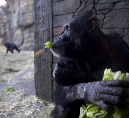 Houston Zoo takes action when animals get stressed