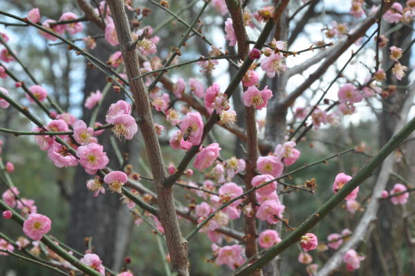 Finally, a touch of spring for the Houston area