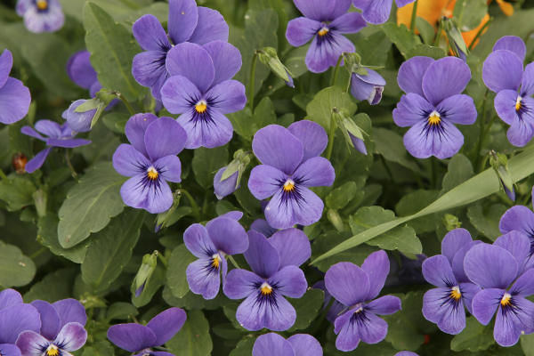 Plant of the month: Viola