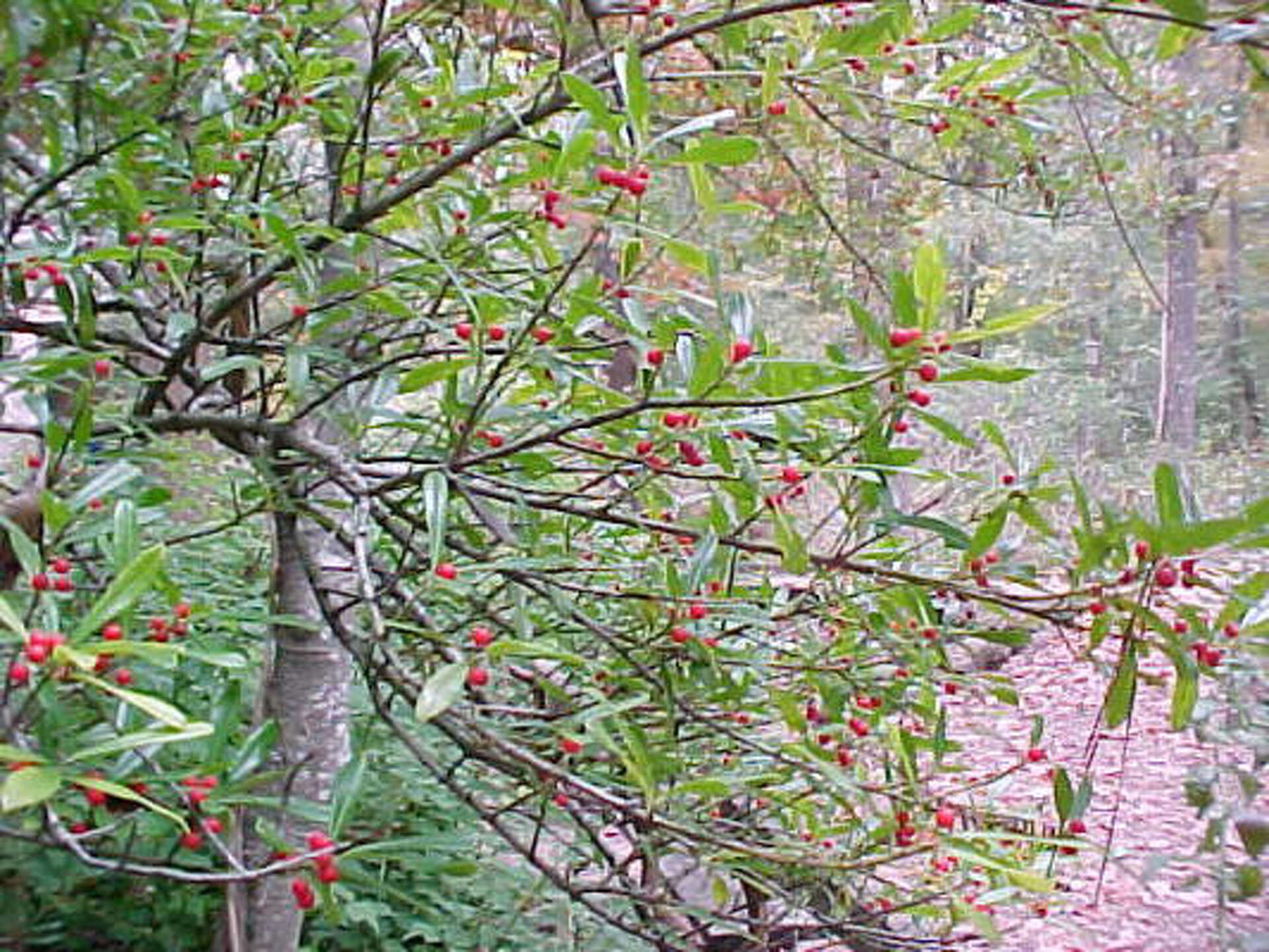 Trees for hurricanes