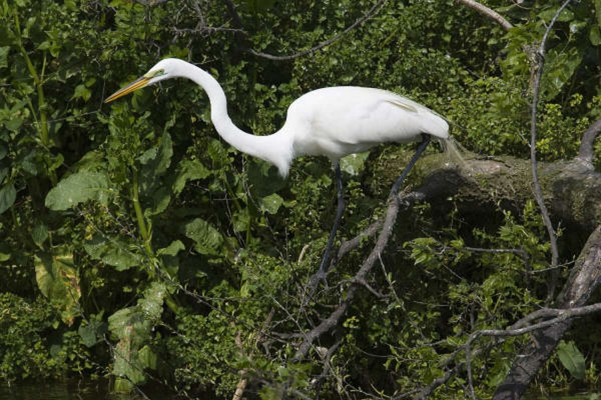 Houston's bayous do more than offer green space
